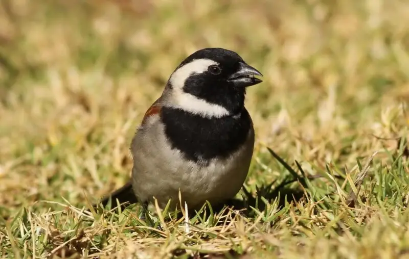 Cape sparrow - Facts, Diet, Habitat & Pictures on Animalia.bio