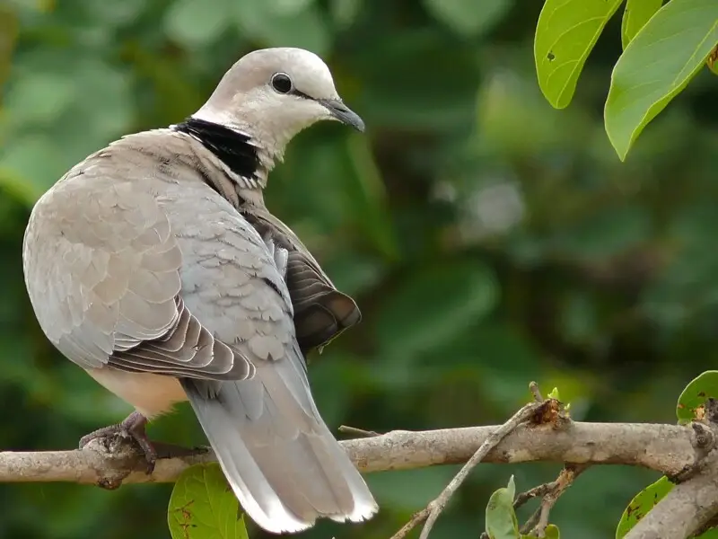 Ring-necked dove - Facts, Diet, Habitat & Pictures on Animalia.bio