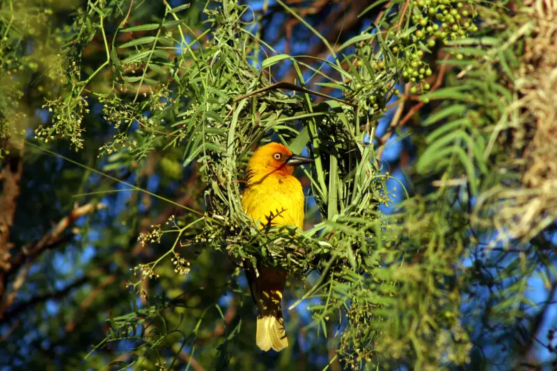 Cape weaver - Facts, Diet, Habitat & Pictures on Animalia.bio