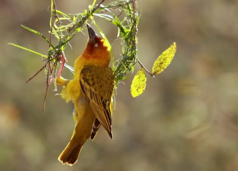 Cape weaver - Facts, Diet, Habitat & Pictures on Animalia.bio
