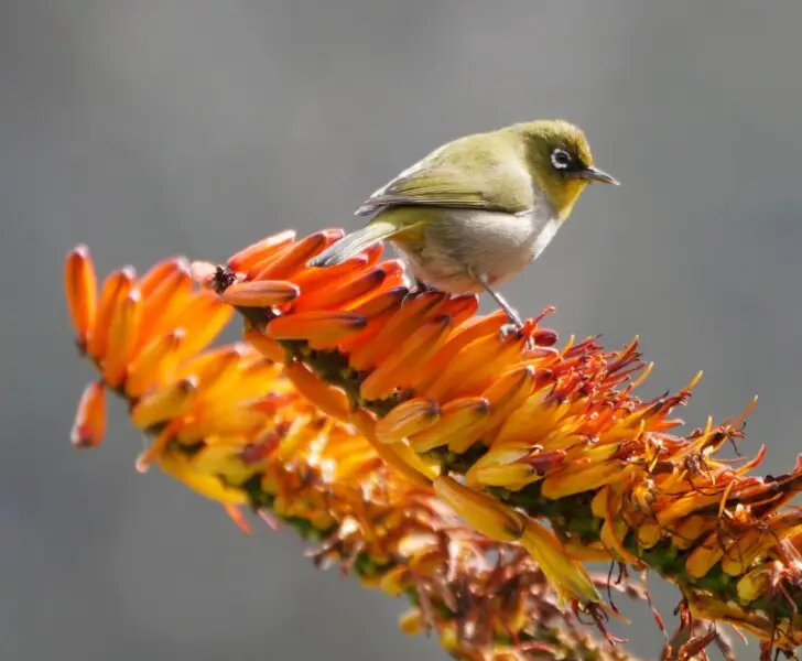 Cape white-eye - Facts, Diet, Habitat & Pictures on Animalia.bio