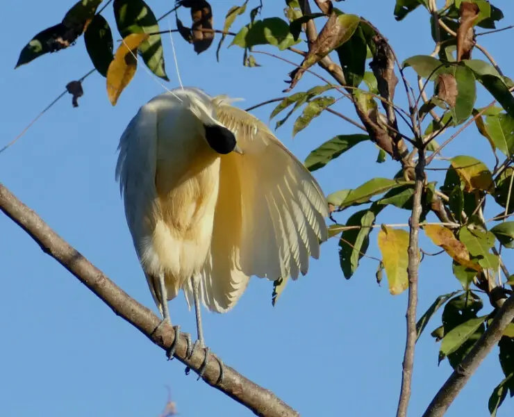 Capped heron - Facts, Diet, Habitat & Pictures on Animalia.bio
