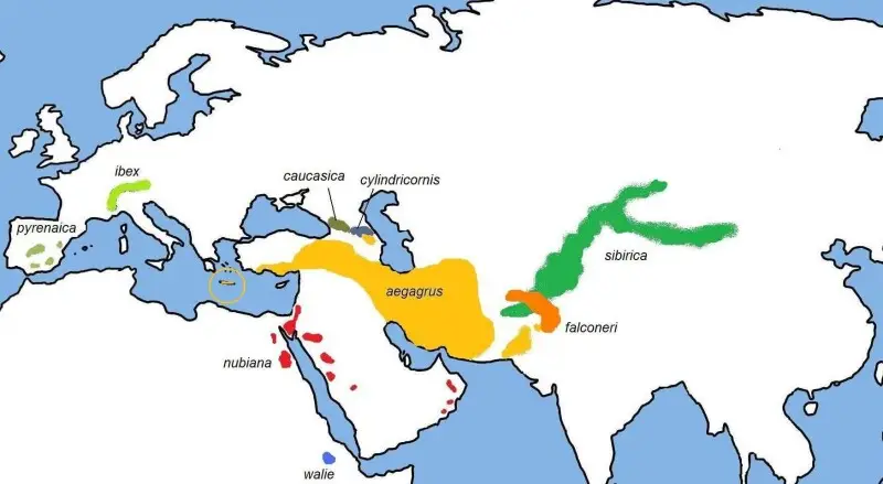 East Caucasian tur - Facts, Diet, Habitat & Pictures on Animalia.bio