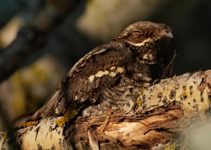 European nightjar - Facts, Diet, Habitat & Pictures on Animalia.bio