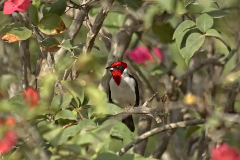 Masked cardinal - Facts, Diet, Habitat & Pictures on Animalia.bio