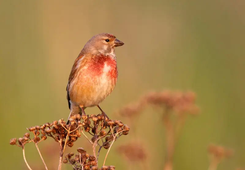 Common linnet - Facts, Diet, Habitat & Pictures on Animalia.bio