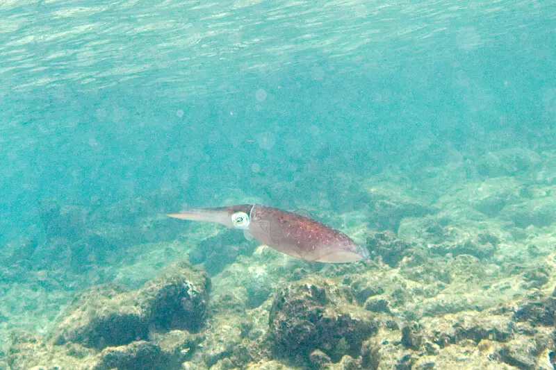 Caribbean reef squid - Facts, Diet, Habitat & Pictures on Animalia.bio