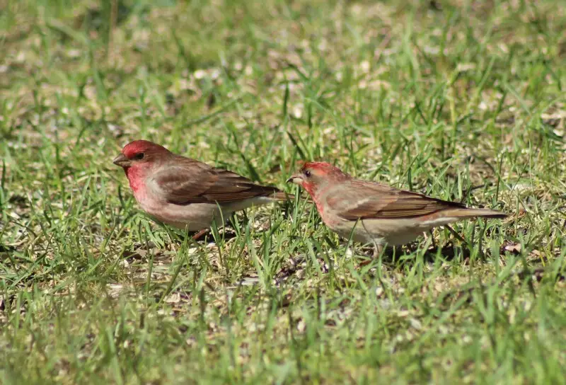 Common rosefinch - Facts, Diet, Habitat & Pictures on Animalia.bio