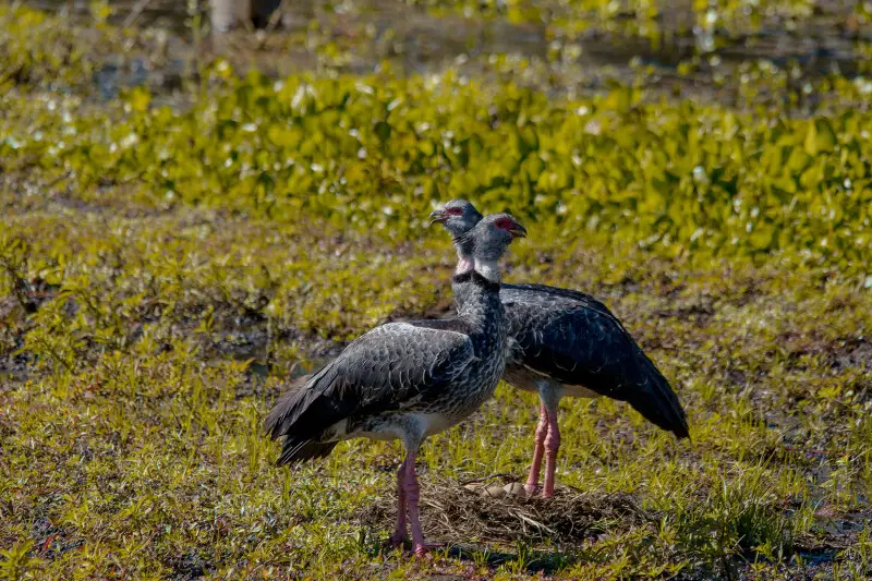 Southern screamer - Facts, Diet, Habitat & Pictures on Animalia.bio