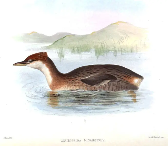 Titicaca grebe - Facts, Diet, Habitat & Pictures on Animalia.bio
