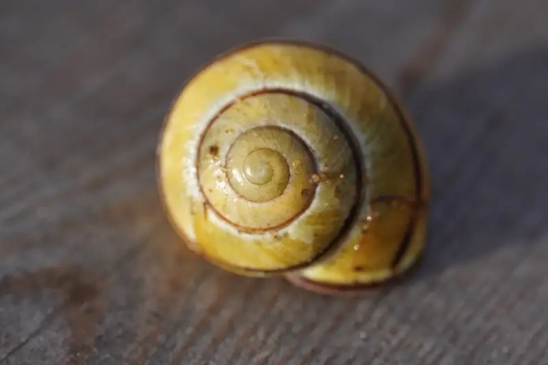 Grove snail - Facts, Diet, Habitat & Pictures on Animalia.bio