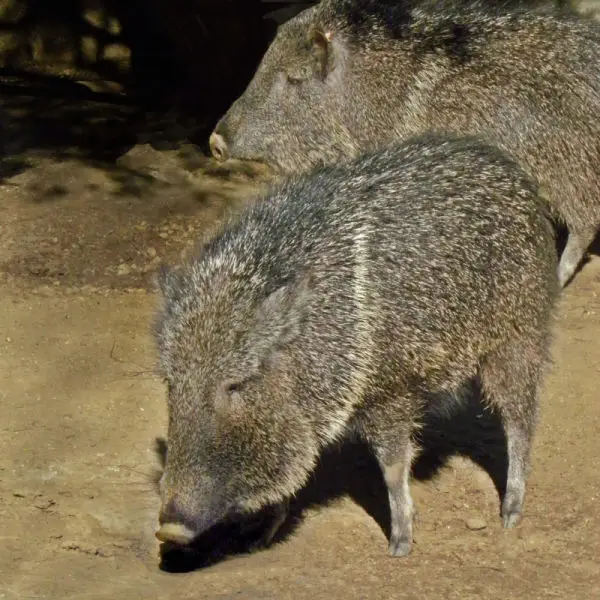 Chacoan Peccary - Facts, Diet, Habitat & Pictures on Animalia.bio
