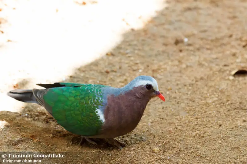 Common emerald dove - Facts, Diet, Habitat & Pictures on Animalia.bio