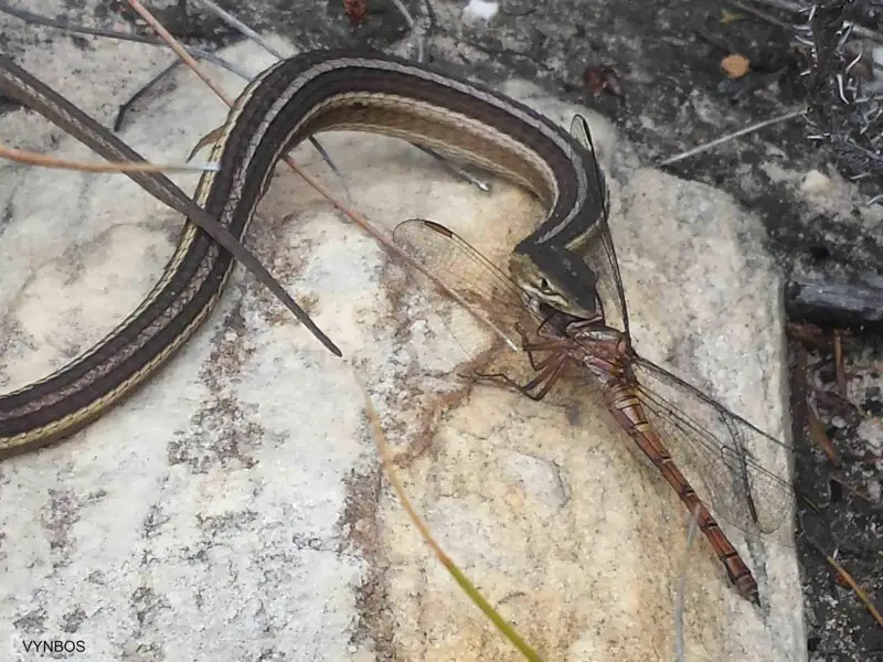 Cape grass lizard - Facts, Diet, Habitat & Pictures on Animalia.bio