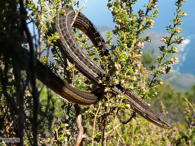 Cape grass lizard - Facts, Diet, Habitat & Pictures on Animalia.bio