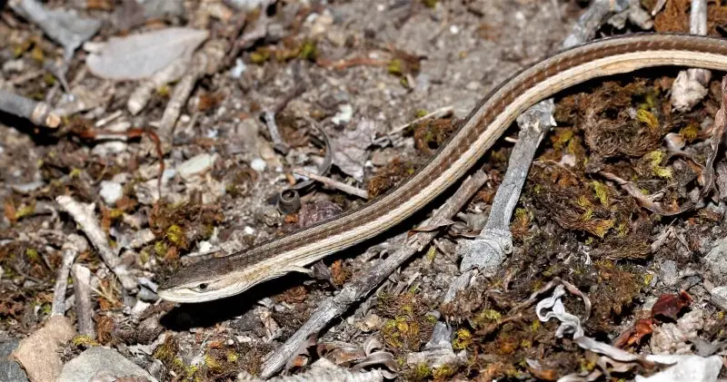 Cape grass lizard - Facts, Diet, Habitat & Pictures on Animalia.bio