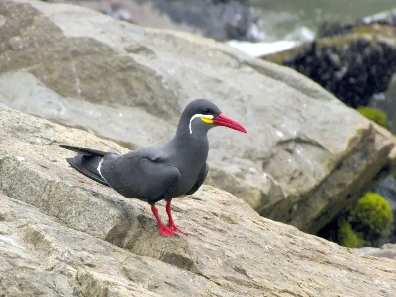 Inca Tern - Facts, Diet, Habitat & Pictures on Animalia.bio