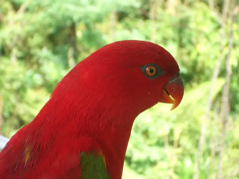 Chattering lory - Facts, Diet, Habitat & Pictures on Animalia.bio