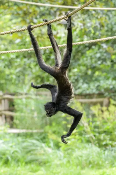 Yucatan spider monkey - Facts, Diet, Habitat & Pictures on Animalia.bio