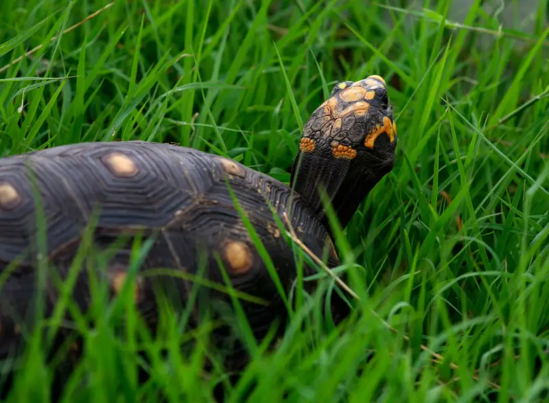 Yellow-footed tortoise - Facts, Diet, Habitat & Pictures on Animalia.bio