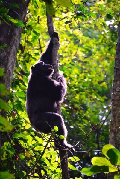 Eastern chimpanzee - Facts, Diet, Habitat & Pictures on Animalia.bio Eastern chimpanzee - Facts, Diet, Habitat & Pictures on Animalia.bio