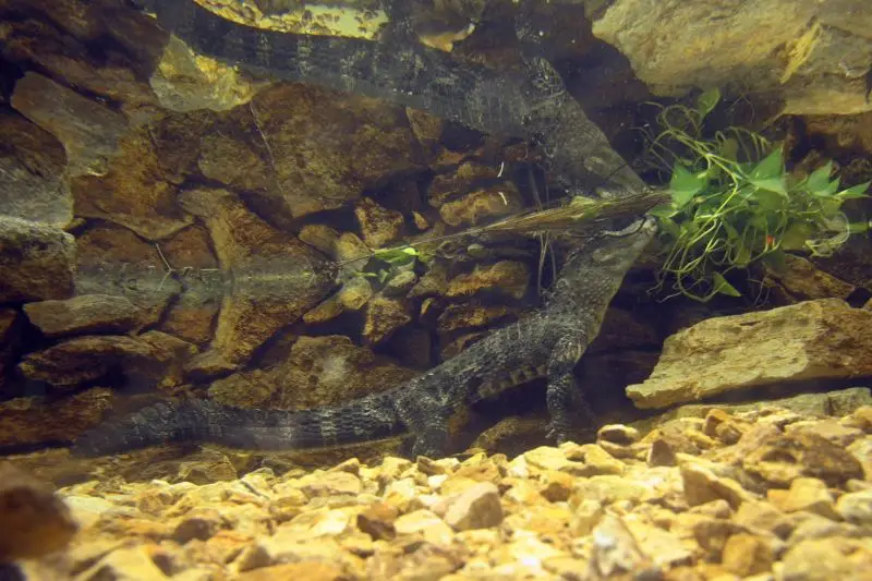 Chinese Alligator - Facts, Diet, Habitat & Pictures on Animalia.bio