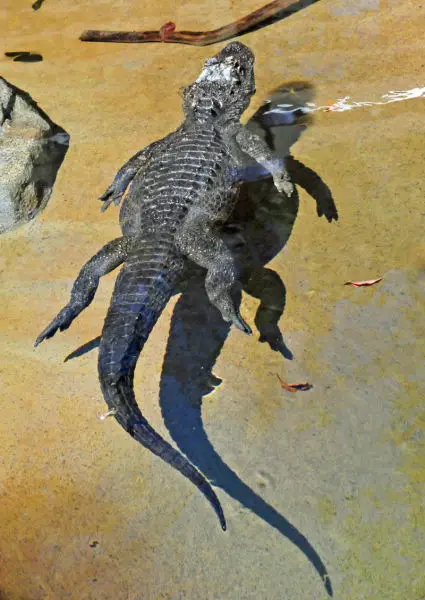 Chinese Alligator - Facts, Diet, Habitat & Pictures on Animalia.bio