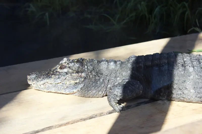 Chinese Alligator - Facts, Diet, Habitat & Pictures on Animalia.bio