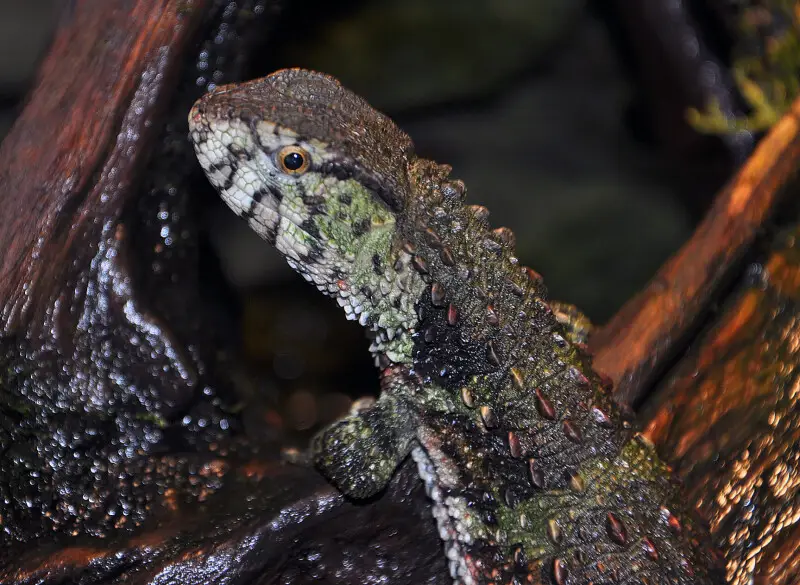 Chinese crocodile lizard - Facts, Diet, Habitat & Pictures on Animalia.bio