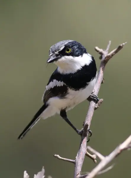 Приріт білобокий - факти, дієта, ареал і фотографії на Animalia.bio