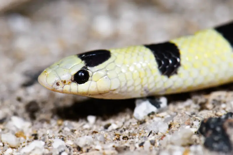 Western shovelnose snake - Facts, Diet, Habitat & Pictures on Animalia.bio
