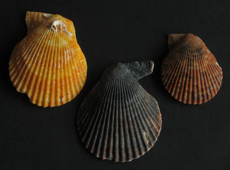 Chlamys varia - Facts, Diet, Habitat & Pictures on Animalia.bio