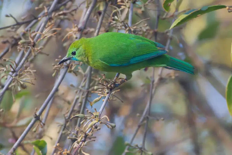 Blue-winged leafbird - Facts, Diet, Habitat & Pictures on Animalia.bio