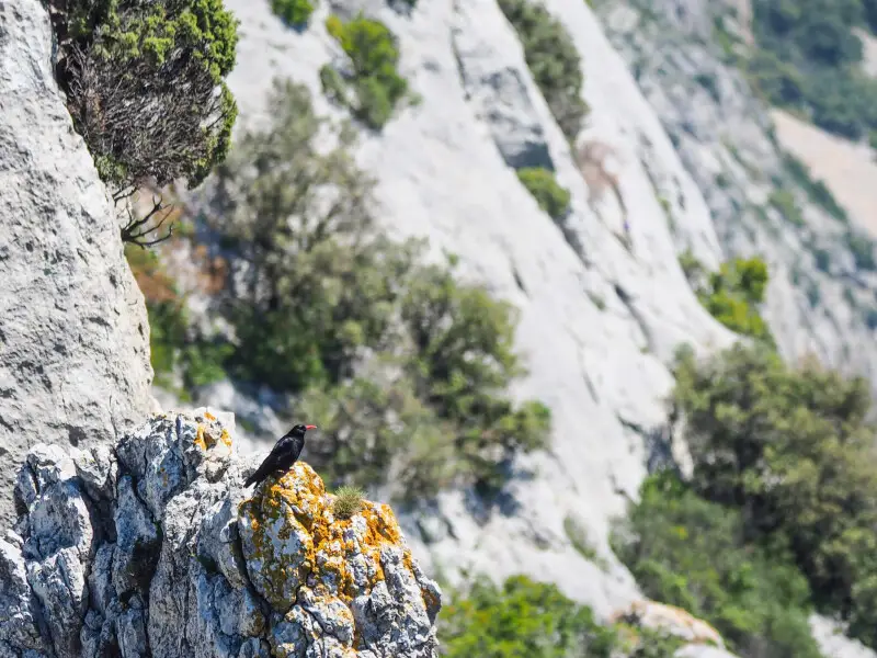 Red-billed chough - Facts, Diet, Habitat & Pictures on Animalia.bio