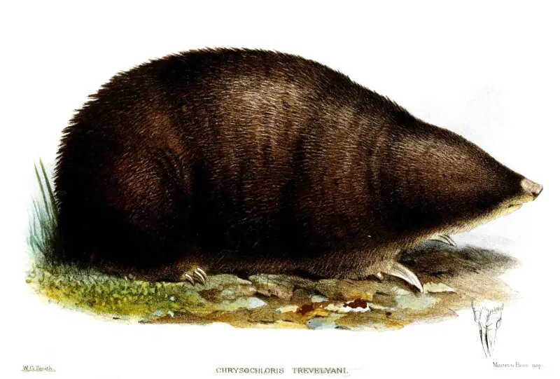 Giant golden mole - Facts, Diet, Habitat & Pictures on Animalia.bio