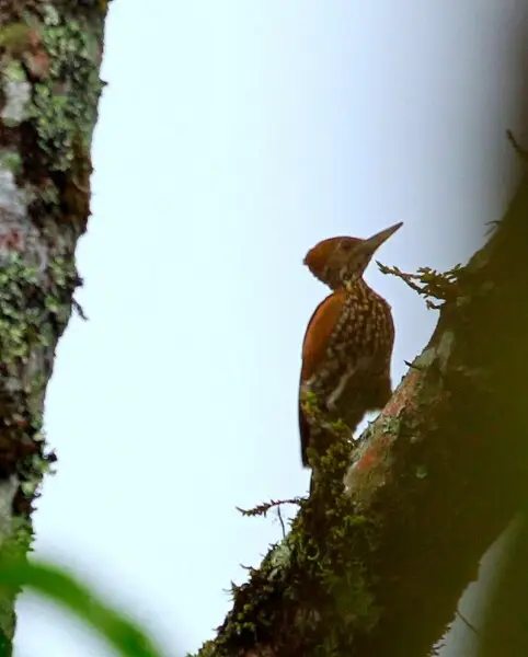 Buff-spotted flameback - Facts, Diet, Habitat & Pictures on Animalia.bio