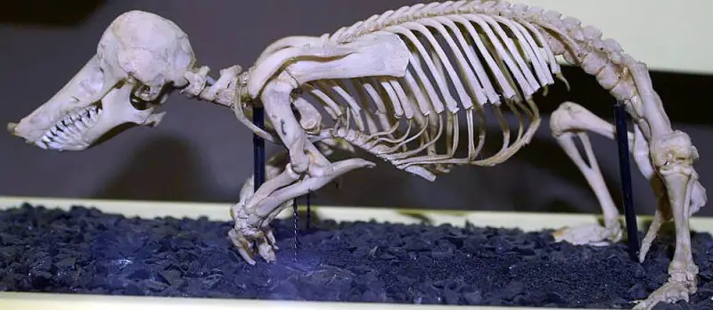 Giant golden mole - Facts, Diet, Habitat & Pictures on Animalia.bio