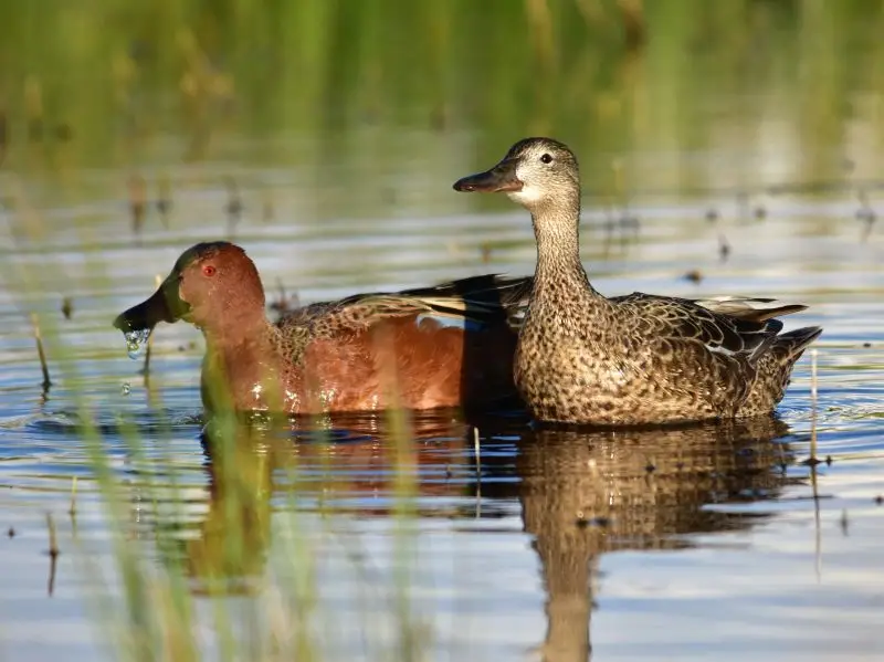 Cinnamon Teal - Facts, Diet, Habitat & Pictures on Animalia.bio