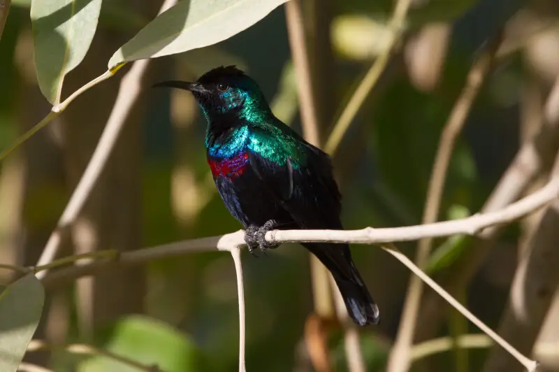 Shining sunbird - Facts, Diet, Habitat & Pictures on Animalia.bio