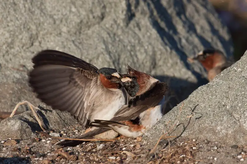 Cliff swallow - Facts, Diet, Habitat & Pictures on Animalia.bio