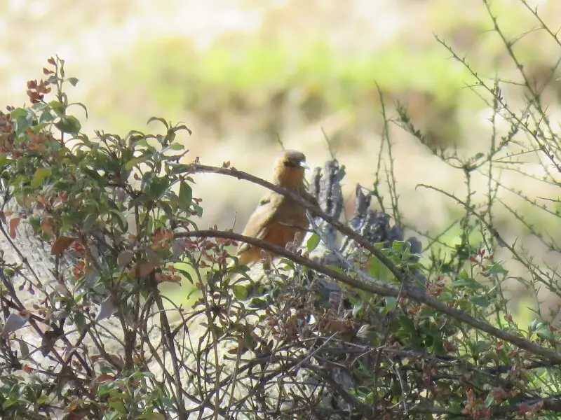 Rufous treecreeper - Facts, Diet, Habitat & Pictures on Animalia.bio