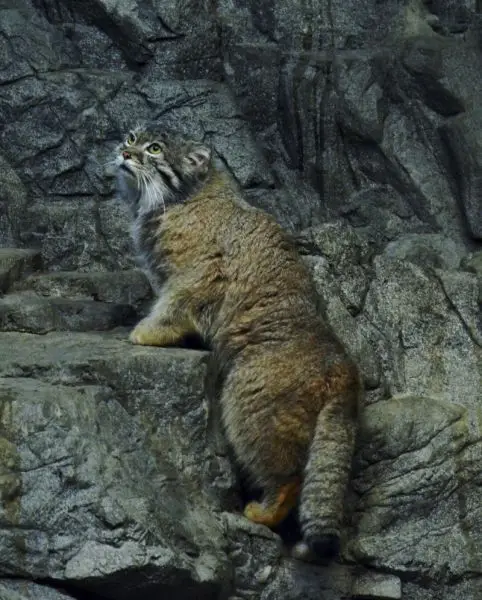 Pallas's Cat - Facts, Diet, Habitat & Pictures on Animalia.bio