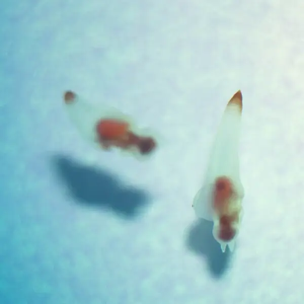 Clione limacina - Facts, Diet, Habitat & Pictures on Animalia.bio