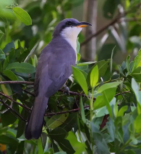 Coccyzus minor - факти, дієта, ареал і фотографії на Animalia.bio