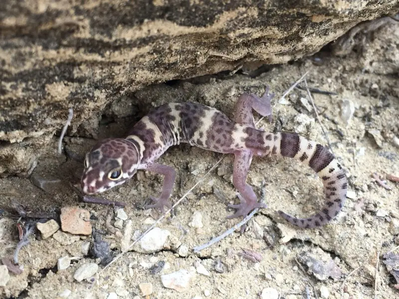 Texas banded gecko - Facts, Diet, Habitat & Pictures on Animalia.bio