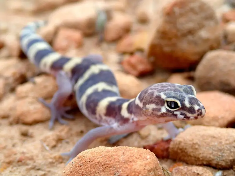 Texas banded gecko - Facts, Diet, Habitat & Pictures on Animalia.bio