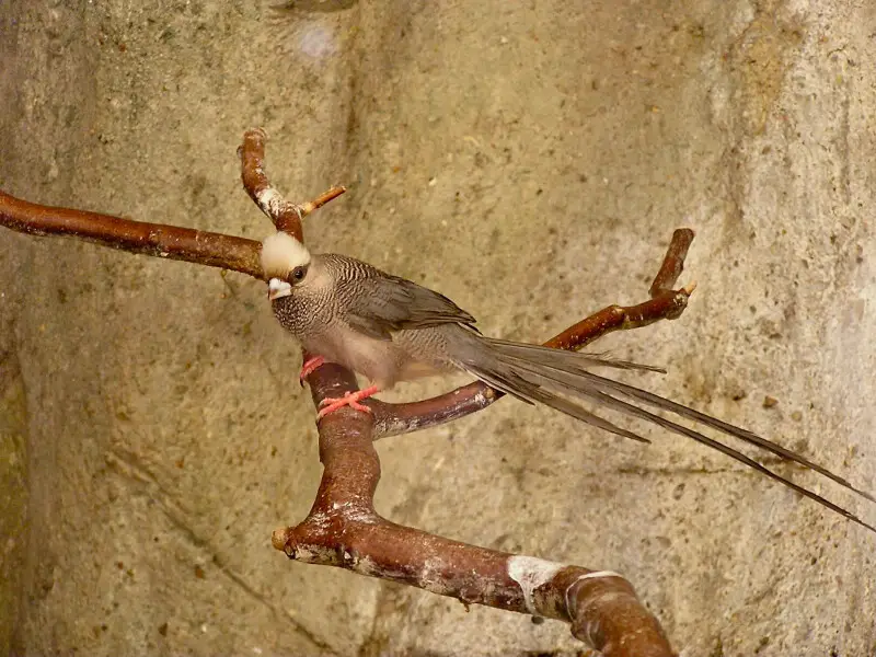 White-headed mousebird - Facts, Diet, Habitat & Pictures on Animalia.bio