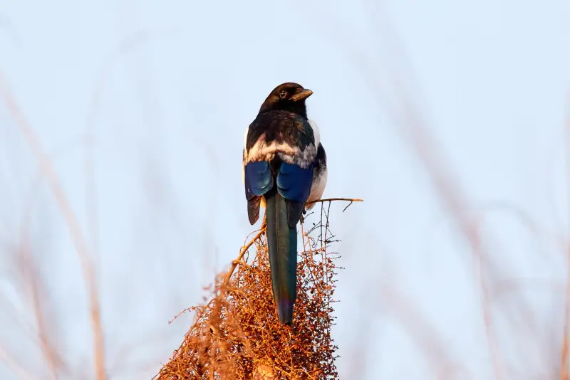 Oriental magpie - Facts, Diet, Habitat & Pictures on Animalia.bio