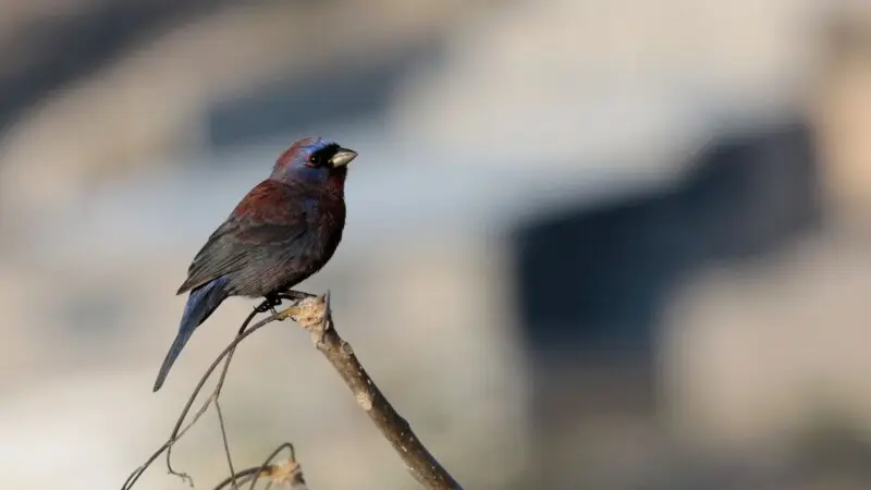 Varied bunting - Facts, Diet, Habitat & Pictures on Animalia.bio