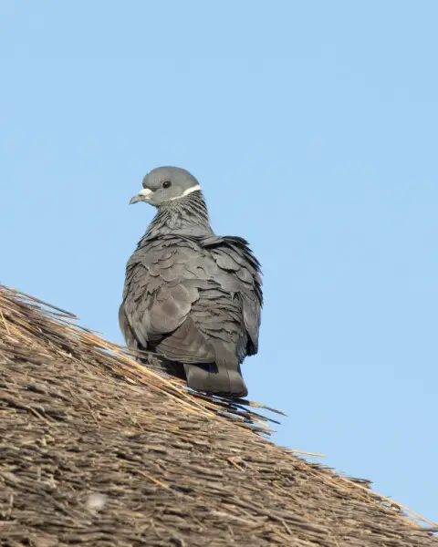 White-collared pigeon - Facts, Diet, Habitat & Pictures on Animalia.bio